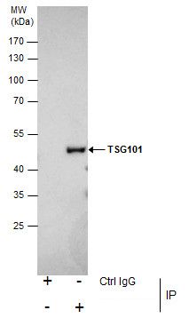 TSG101 Antibody (PA5-31260)