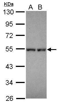 DPF1 Antibody (PA5-31430)
