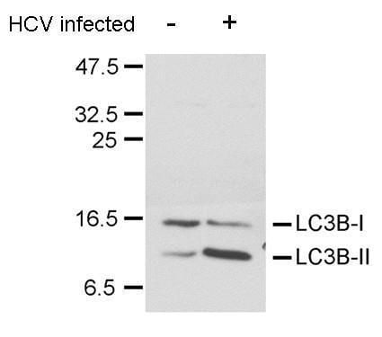 LC3B Antibody (PA5-32254)