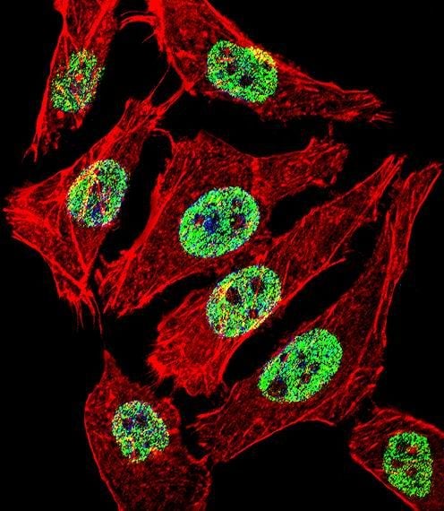 FOXA2 Antibody (PA5-35033)