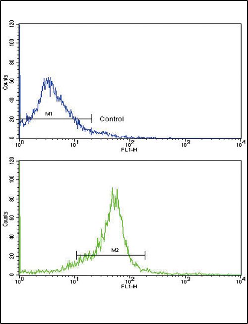 WNT5B Antibody (PA5-35344)