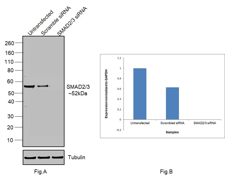 SMAD2/SMAD3 Antibody (PA5-36125)