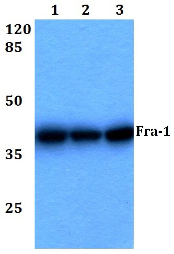 Fra1 Antibody (PA5-36150)