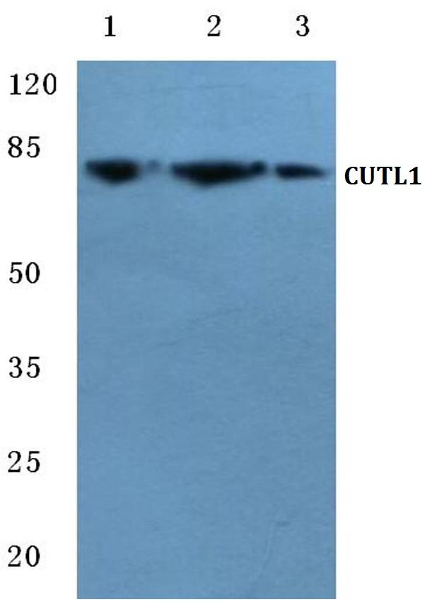 CUX1/Protein CASP Antibody (PA5-36355)