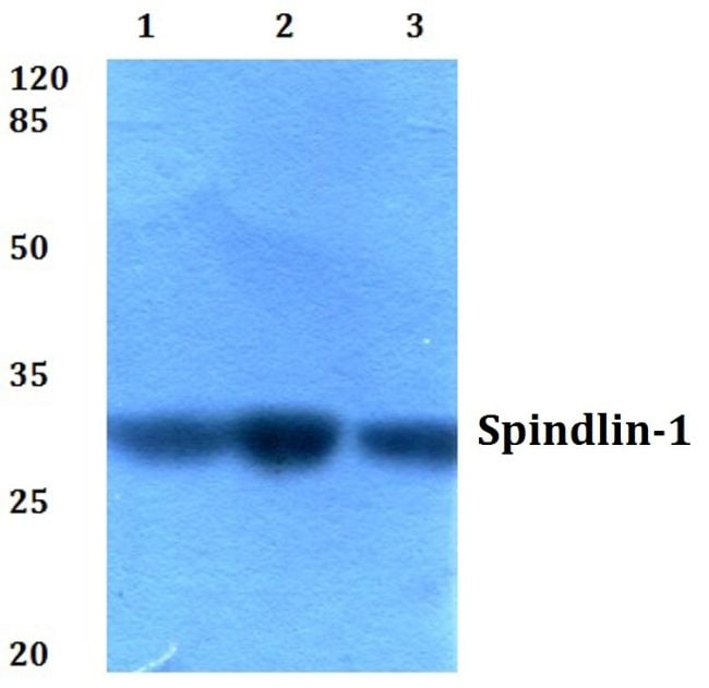 SPIN1 Antibody (PA5-36363)