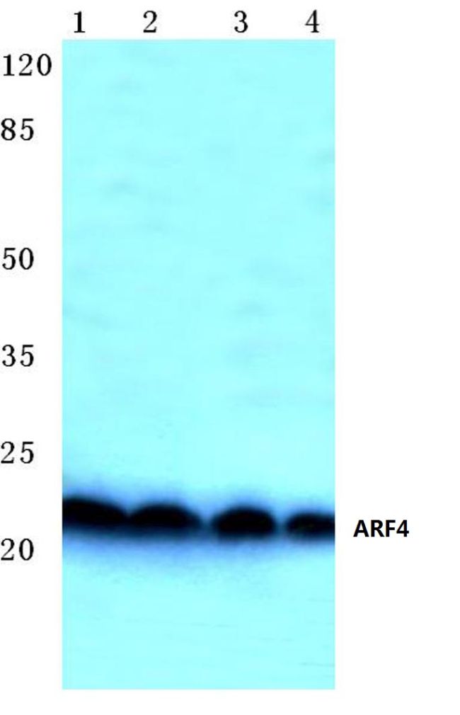 ARF4 Antibody (PA5-36421)