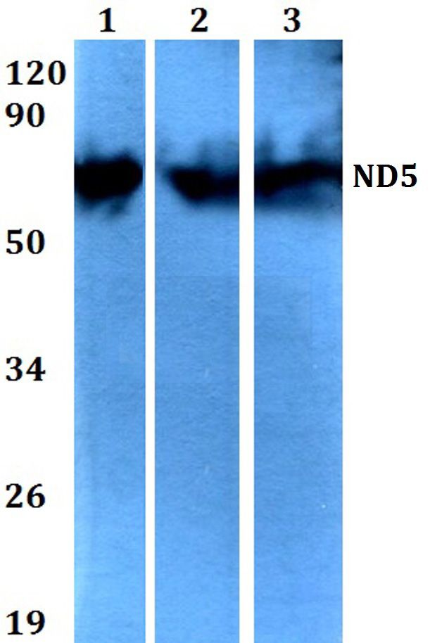 MT-ND5 Antibody (PA5-36600)
