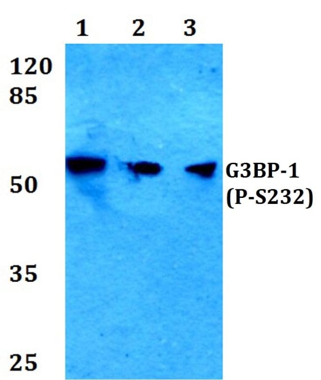 Phospho-G3BP1 (Ser232) Antibody (PA5-36645)