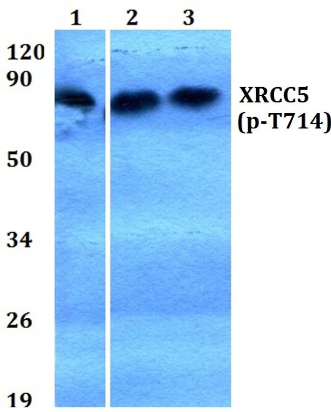 Phospho-Ku80 (Thr714) Antibody (PA5-36720)