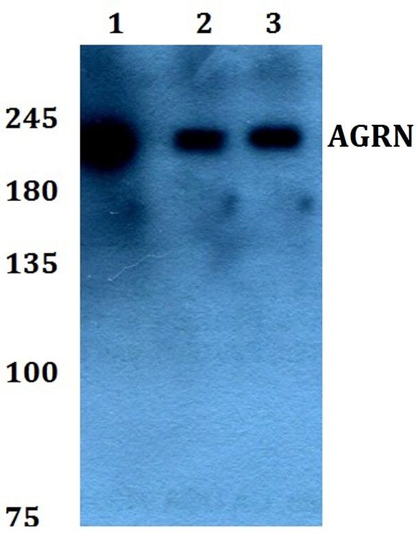 Agrin Antibody (PA5-37121)