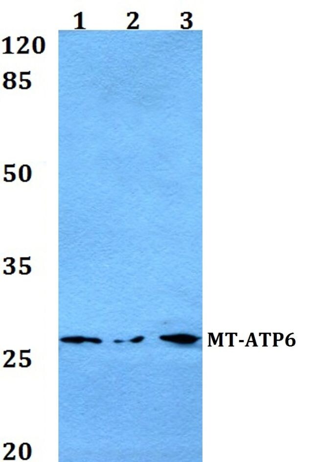 MT-ATP6 Antibody (PA5-37129)