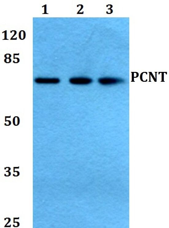 Pericentrin Antibody (PA5-37295)