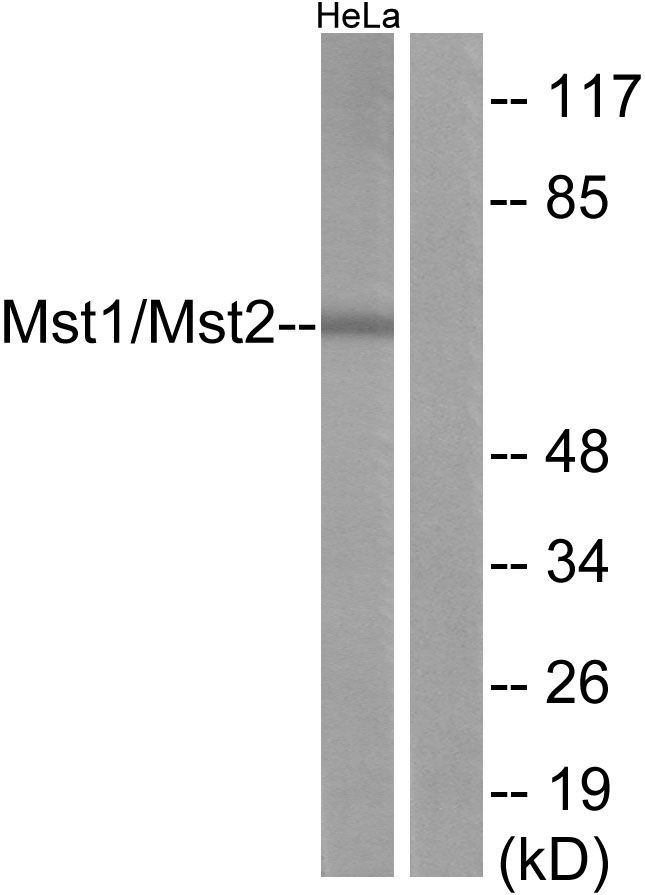 MST1/MST2 Antibody (PA5-38373)