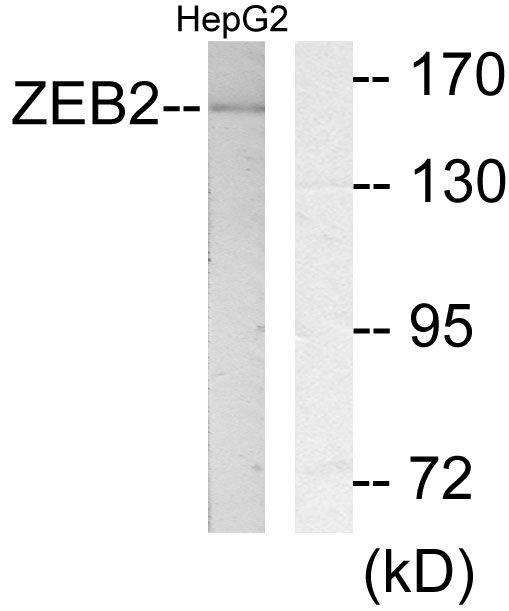 ZEB2 Antibody (PA5-38536)