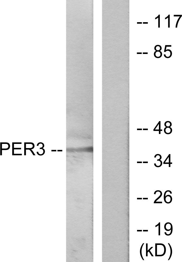 PER3 Antibody (PA5-38634)