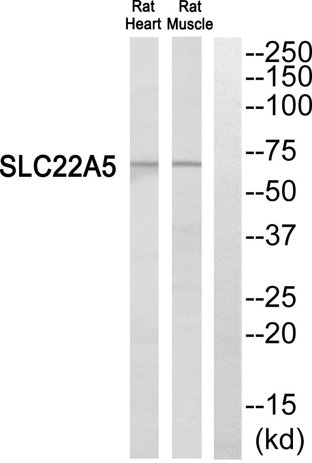 SLC22A5 Antibody (PA5-39323)