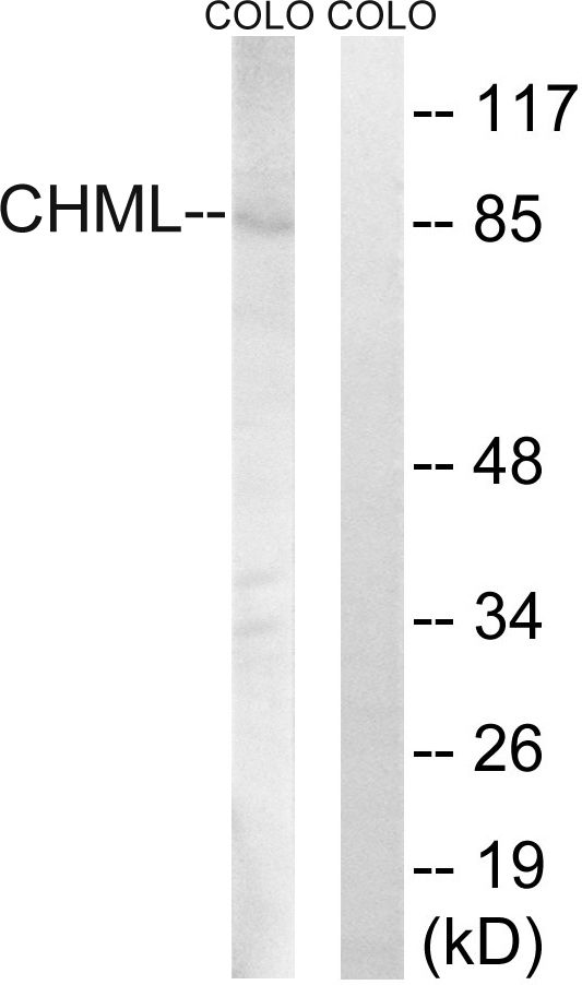 CHML Antibody (PA5-39382)