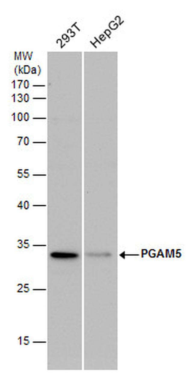 PGAM5 Antibody (PA5-40106)