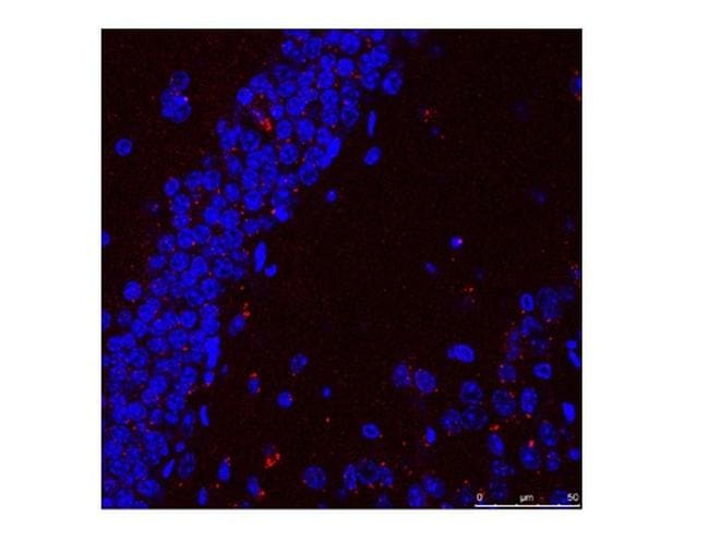 HSPA9 Antibody (PA5-40336)