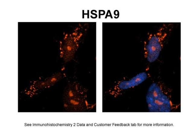 HSPA9 Antibody (PA5-40336)