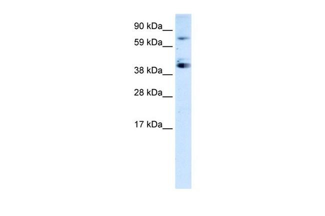 SP7 Antibody (PA5-40411)