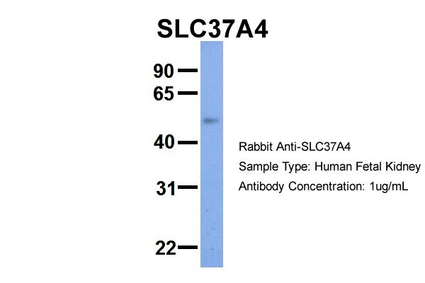 SLC37A4 Antibody (PA5-42423)