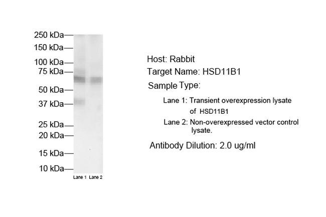 HSD11B1 Antibody (PA5-42758)