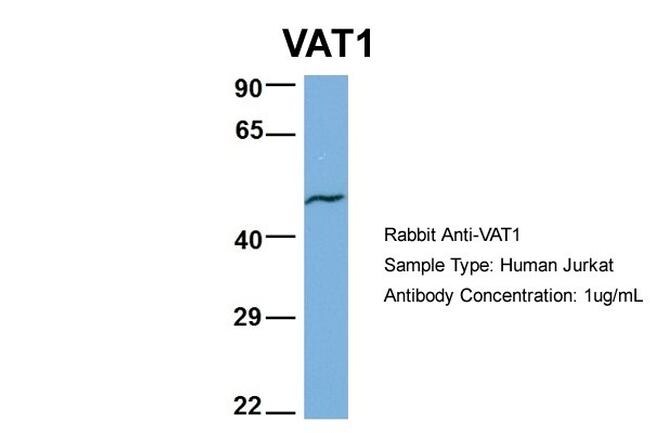 VAT1 Antibody (PA5-43777)
