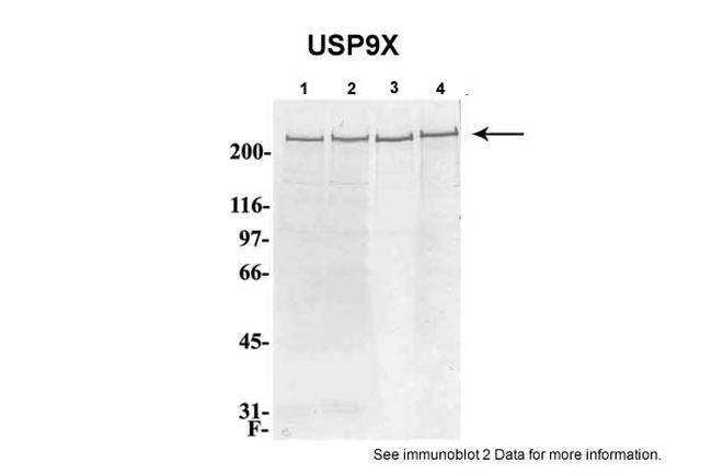 USP9X Antibody (PA5-44970)