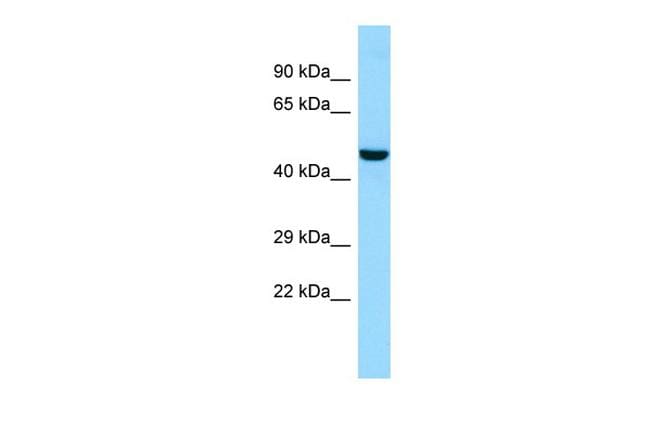 LIPN Antibody (PA5-45806)