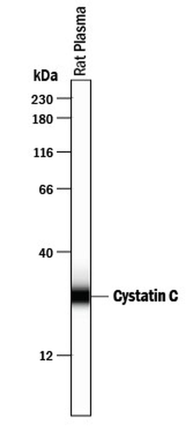 Cystatin C Antibody (PA5-46963)