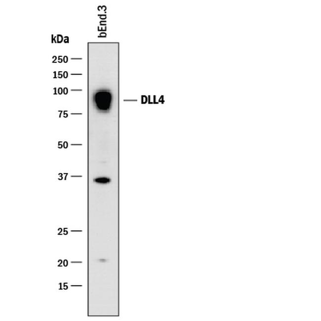 DLL4 Antibody (PA5-46974)