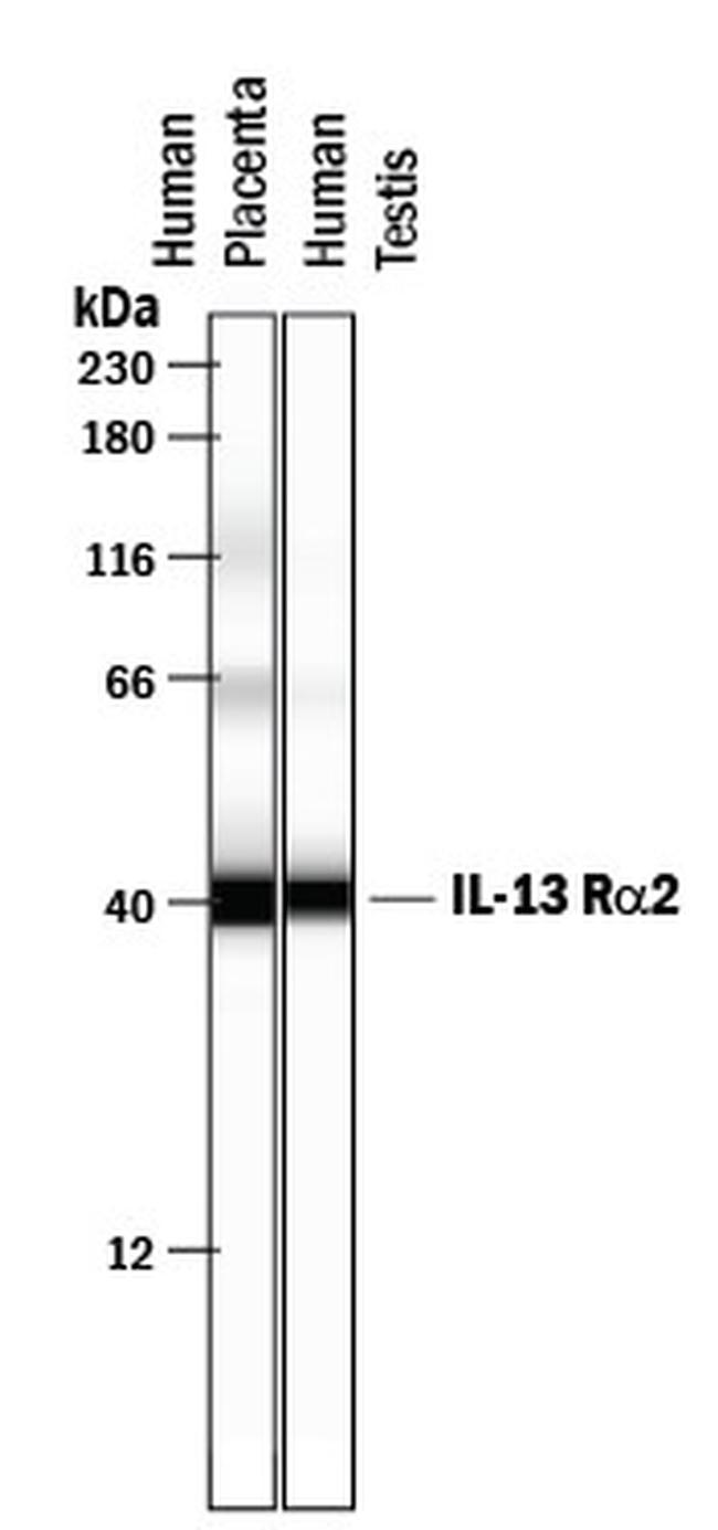 IL13RA2 Antibody (PA5-46976)