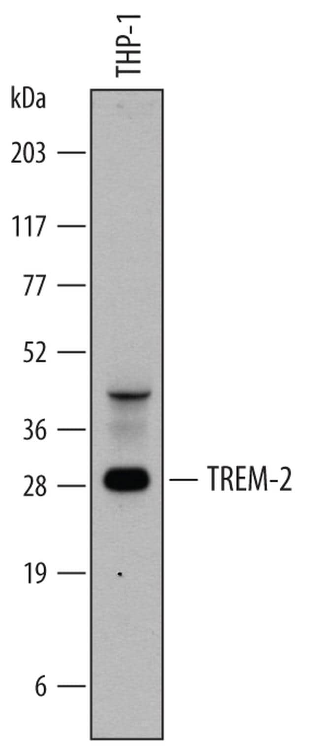 TREM2 Antibody (PA5-46980)