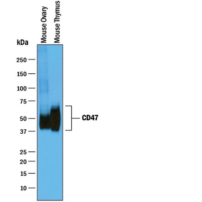 CD47 Antibody (PA5-47215)