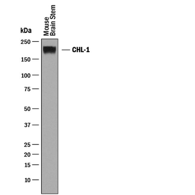 CHL1 Antibody (PA5-47259)