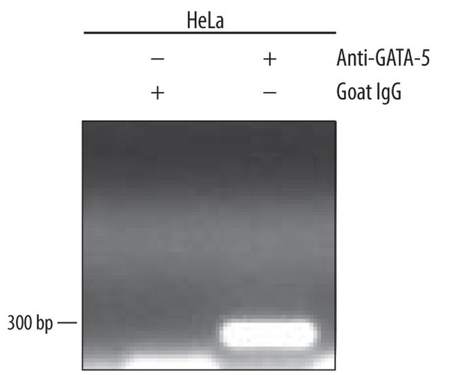GATA5 Antibody (PA5-47262)