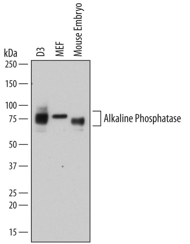 ALPL Antibody (PA5-47419)