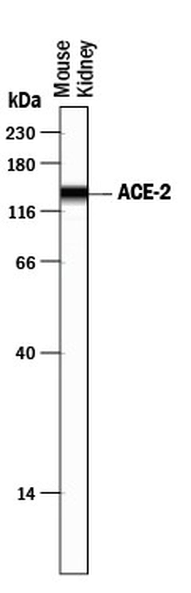 ACE2 Antibody (PA5-47488)