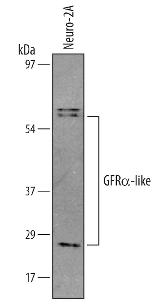 GDNF Family Receptor Alpha Like Antibodies for Immunohistochemistry ...