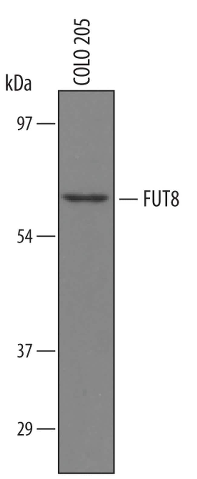 FUT8 Antibody (PA5-47774)
