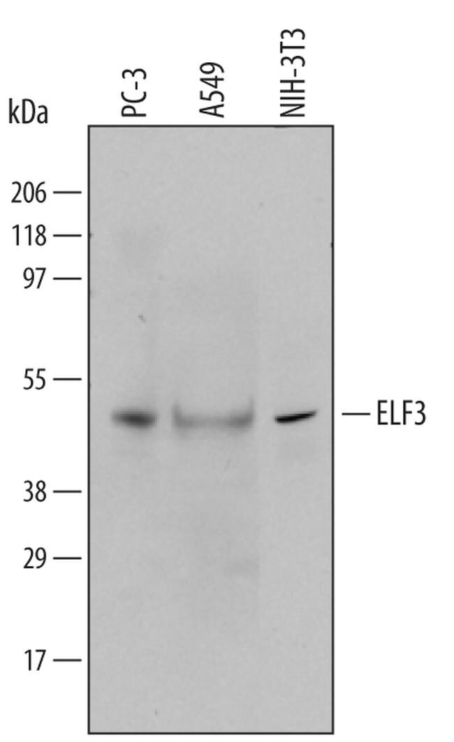ELF3 Antibody (PA5-47776)
