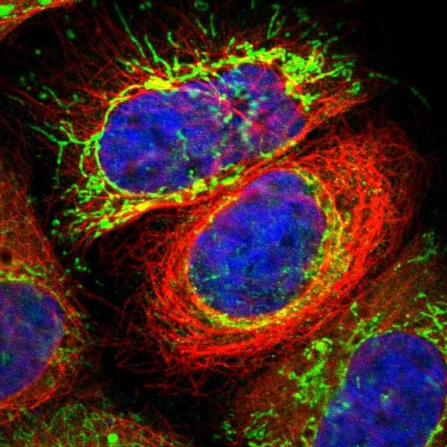 MPST Antibody (PA5-51548)