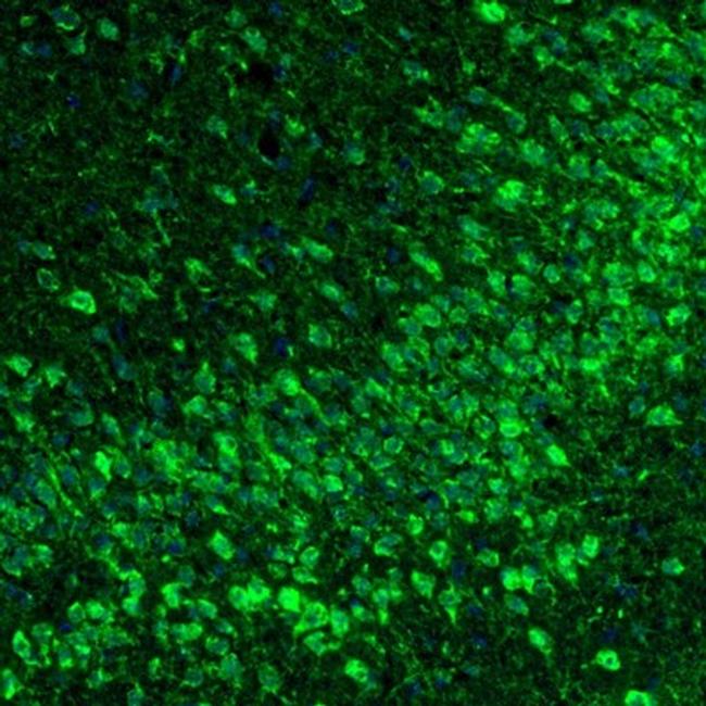 cIAP2 Antibody (PA5-51700)