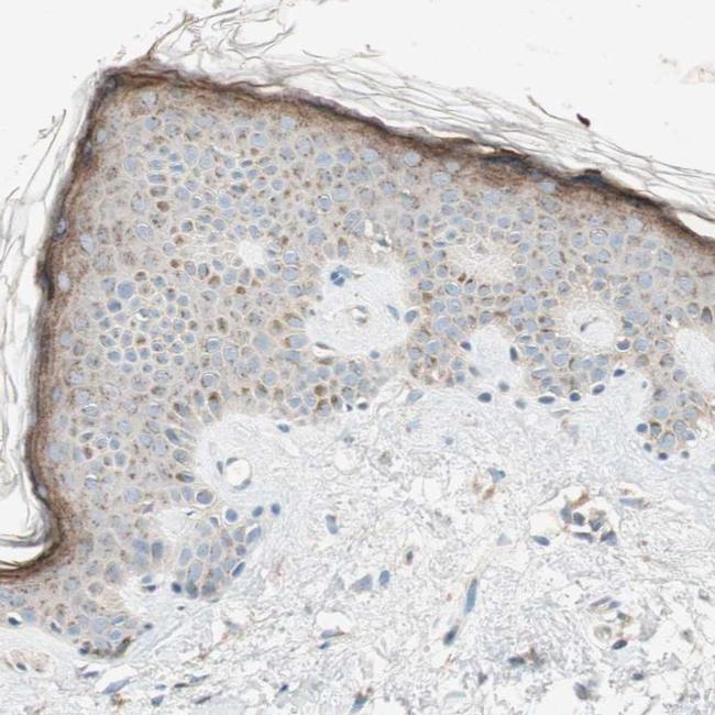 SEC16A Antibody (PA5-52182)