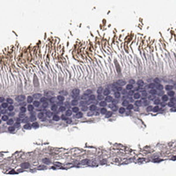 PRPH2 Antibody (PA5-56154)