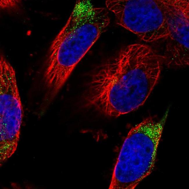 DPP3 Antibody (PA5-57396)