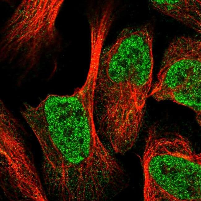 eIF6 Antibody (PA5-59336)