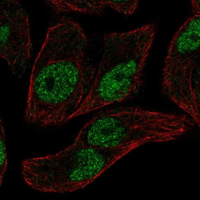 ELF2 Antibody (PA5-64452)