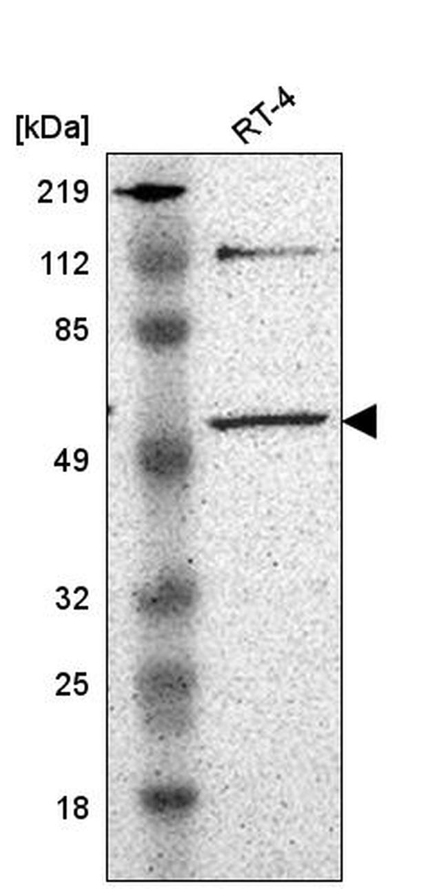 RTCB Antibody